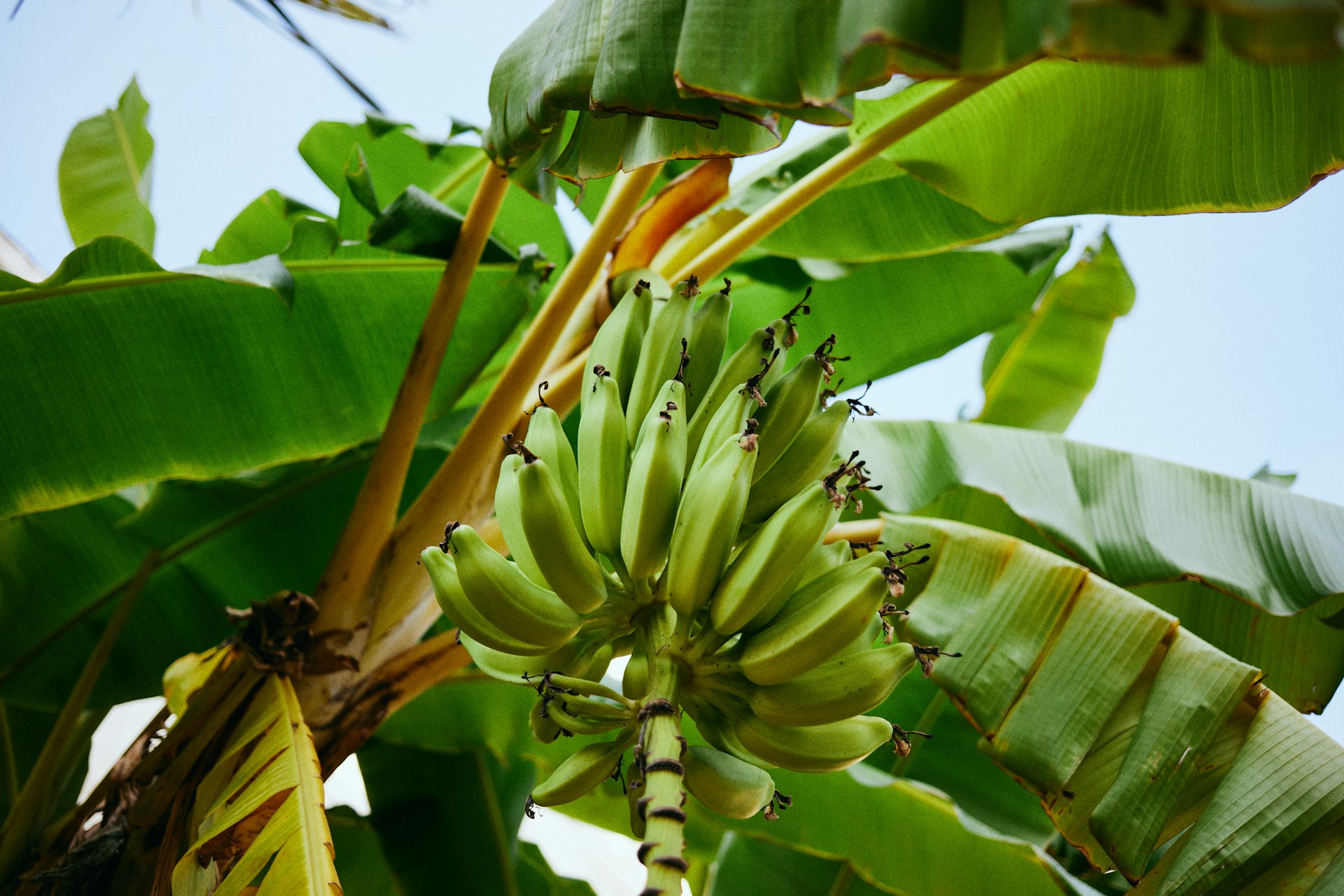 How bananas reproduce and how you can grow them yourself | HappySprout