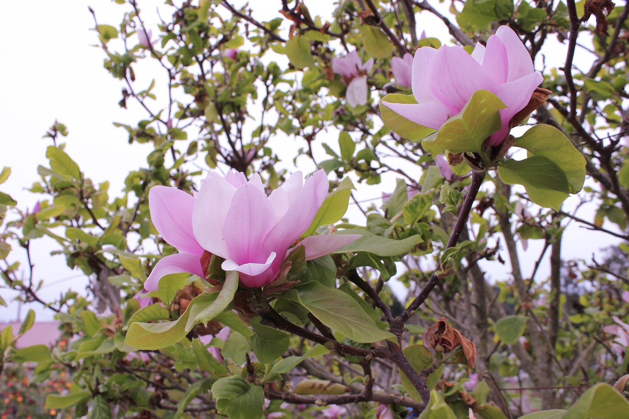 The best magnolia tree species for every zone | HappySprout