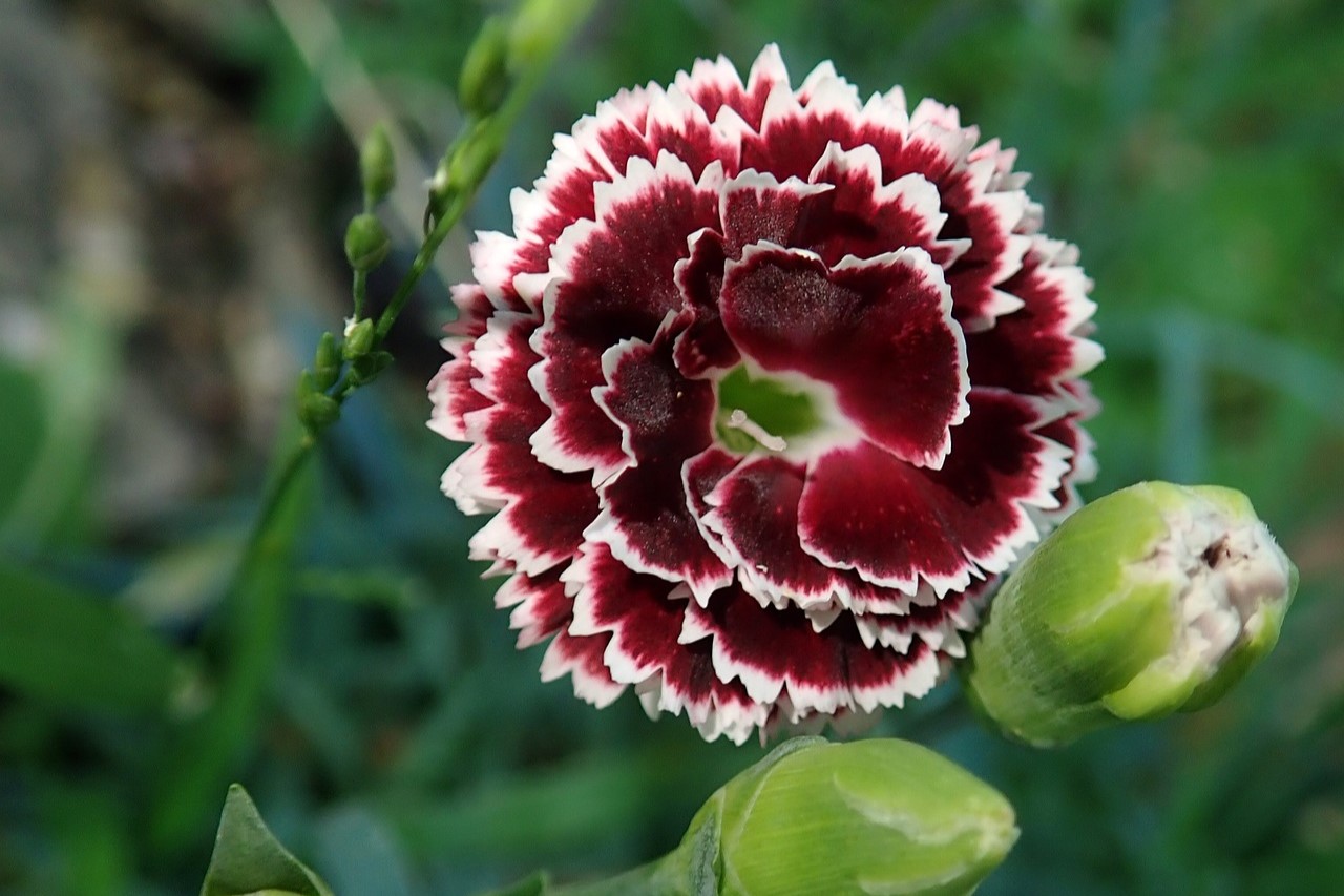 Carnations: Care and growing guide | HappySprout