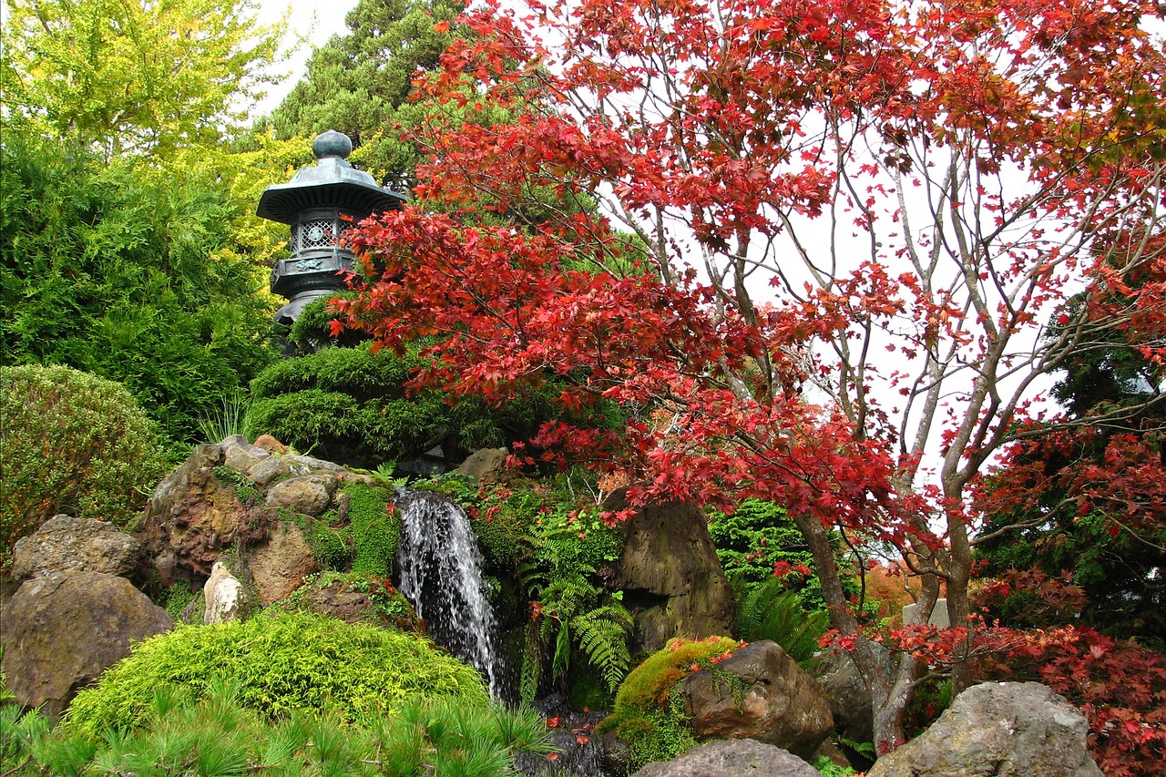 Japanese maple care guide: What you need to know | HappySprout