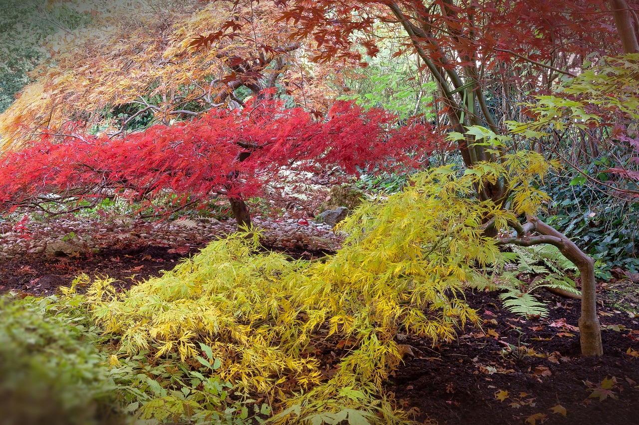Japanese maple care guide: What you need to know | HappySprout
