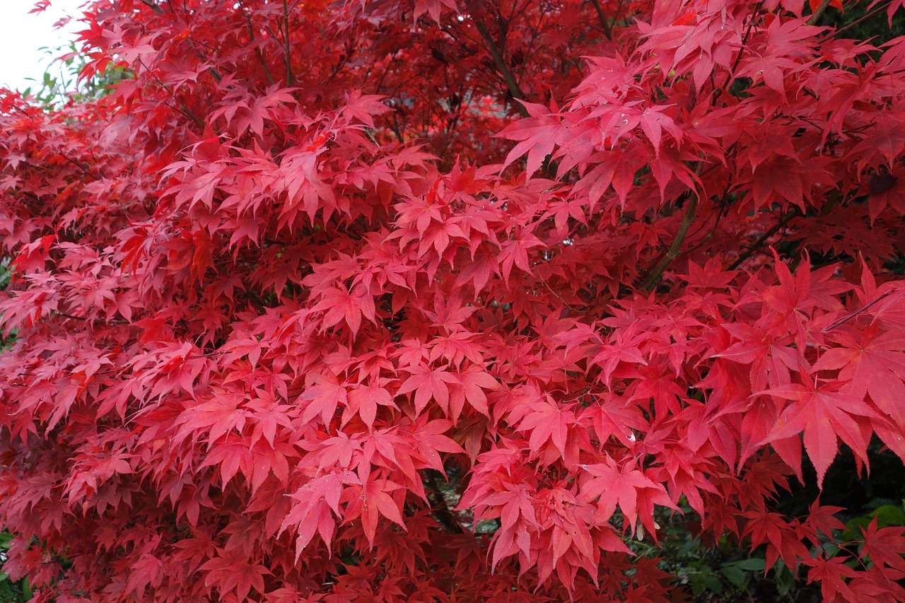 Japanese maple care guide: What you need to know | HappySprout