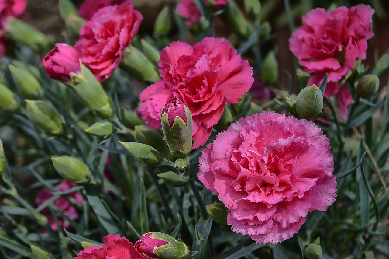 Carnations: Care and growing guide | HappySprout