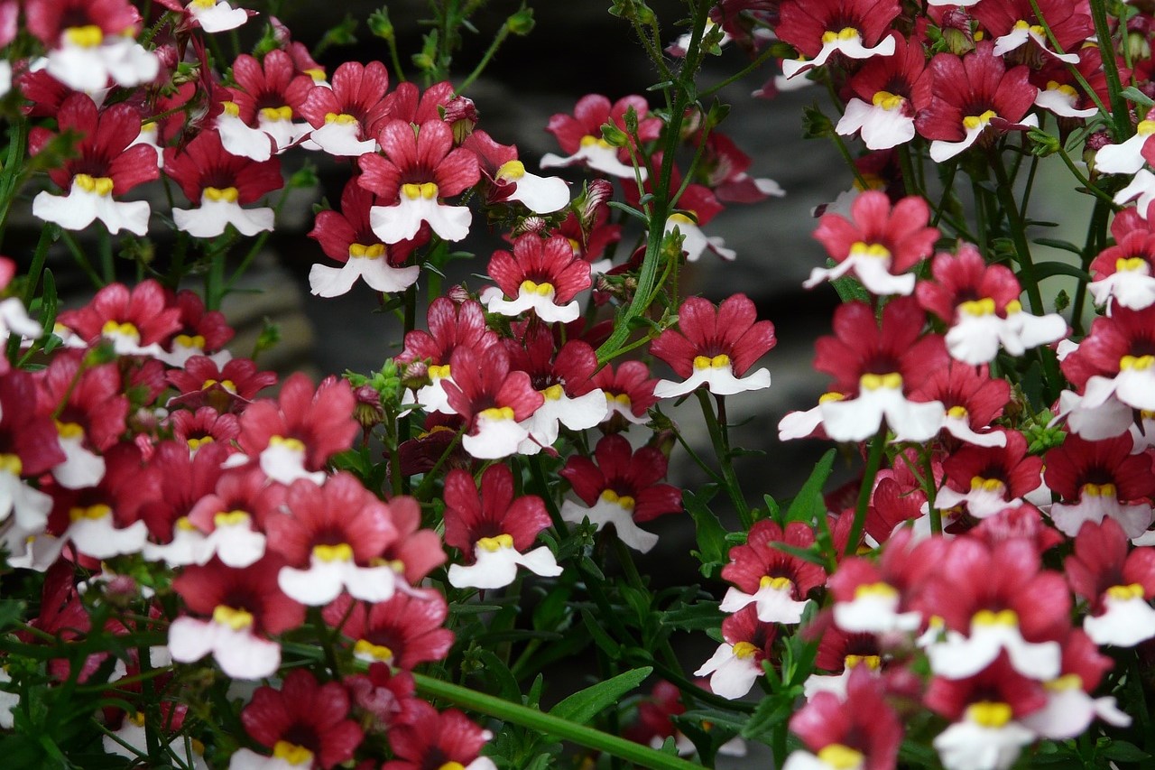 Here's how to care for your nemesia in your garden | HappySprout