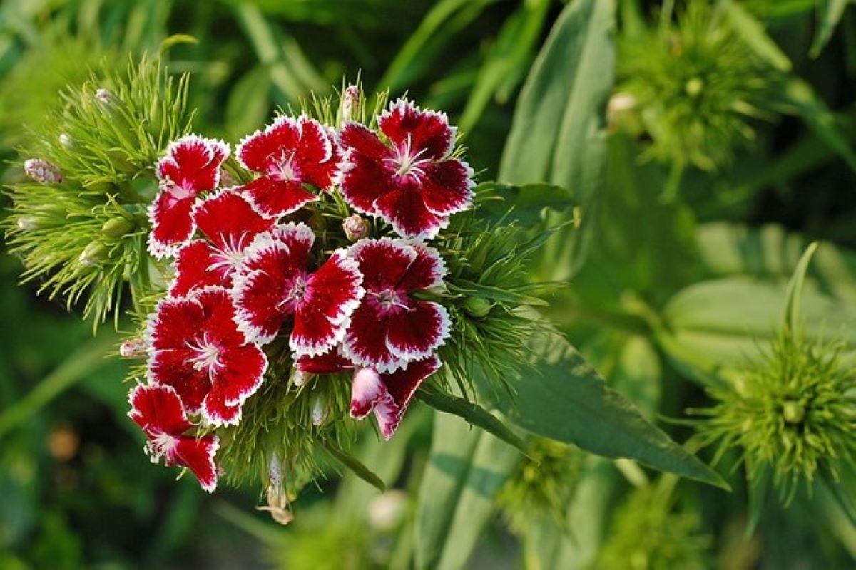 Carnations: Care and growing guide | HappySprout