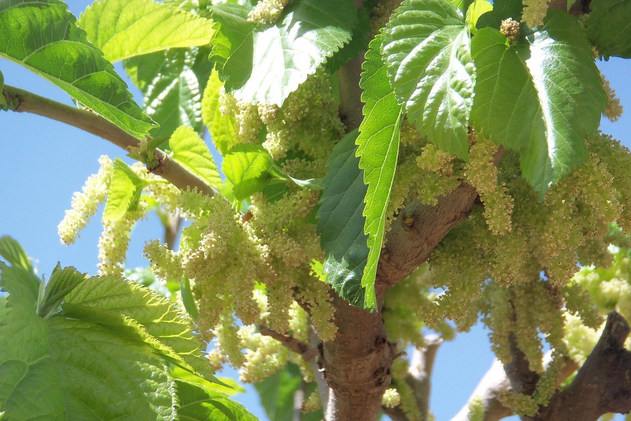 Mulberry trees: A complete care guide | HappySprout