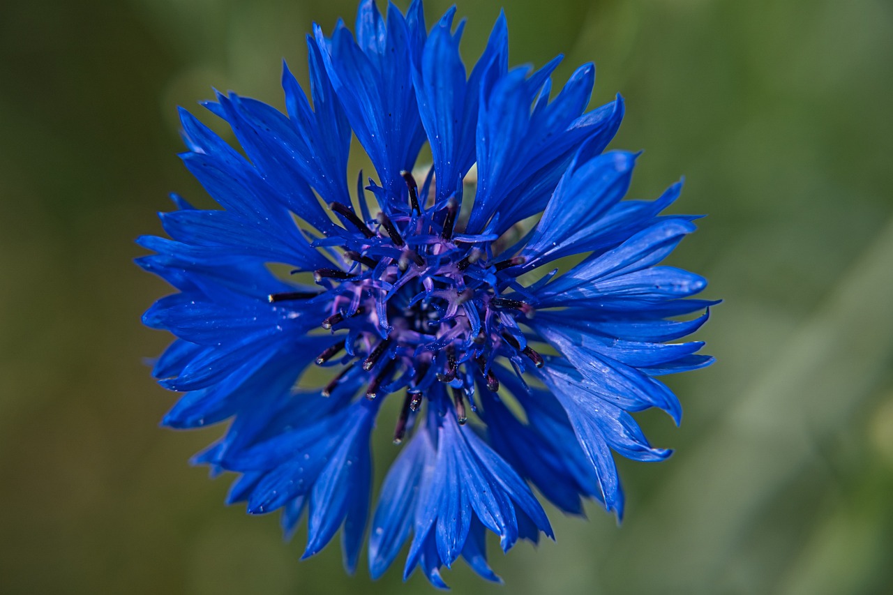 6 gorgeous blue flowers for your garden | HappySprout