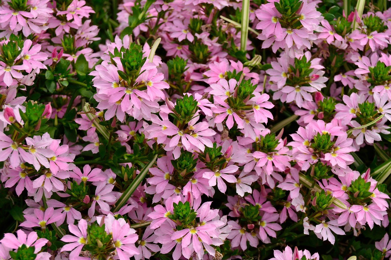 Scaevola: A care guide for this fan flower | HappySprout