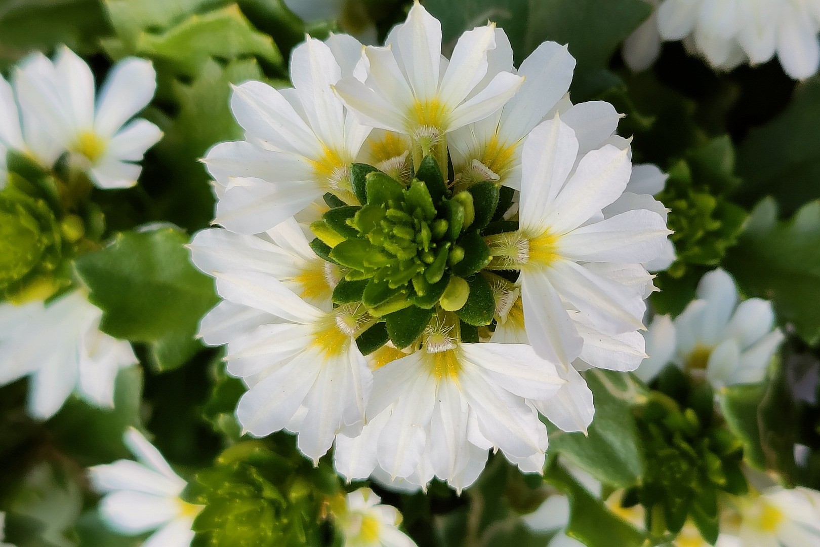 HappySprout | Every gardener's happy place