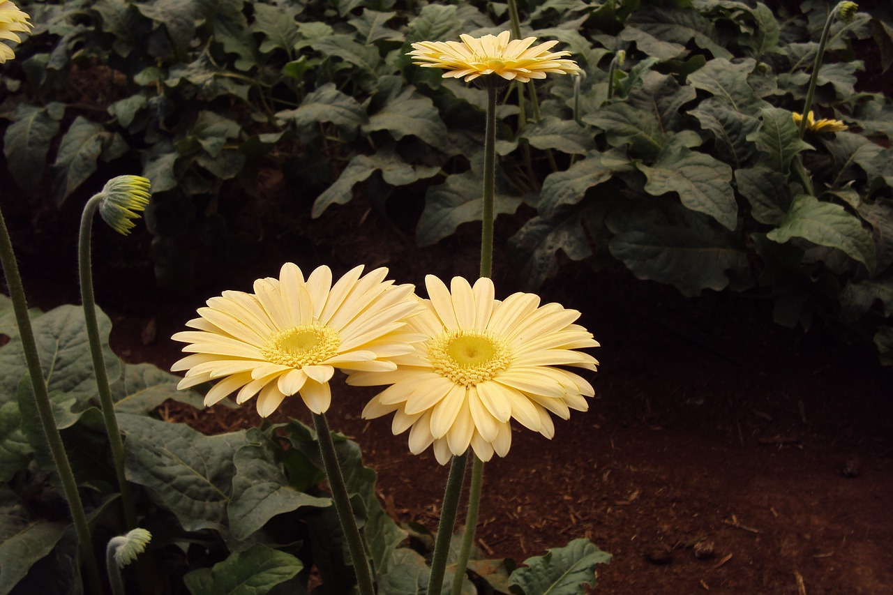 Gerbera daisy: A complete care guide | HappySprout