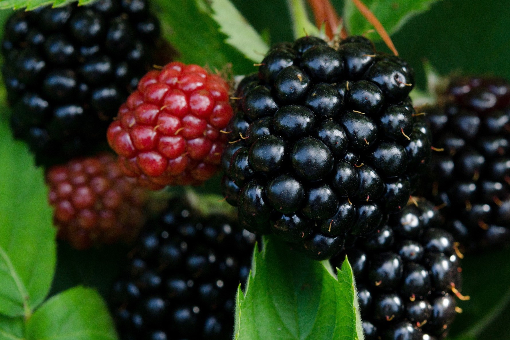 How to grow blackberries | HappySprout