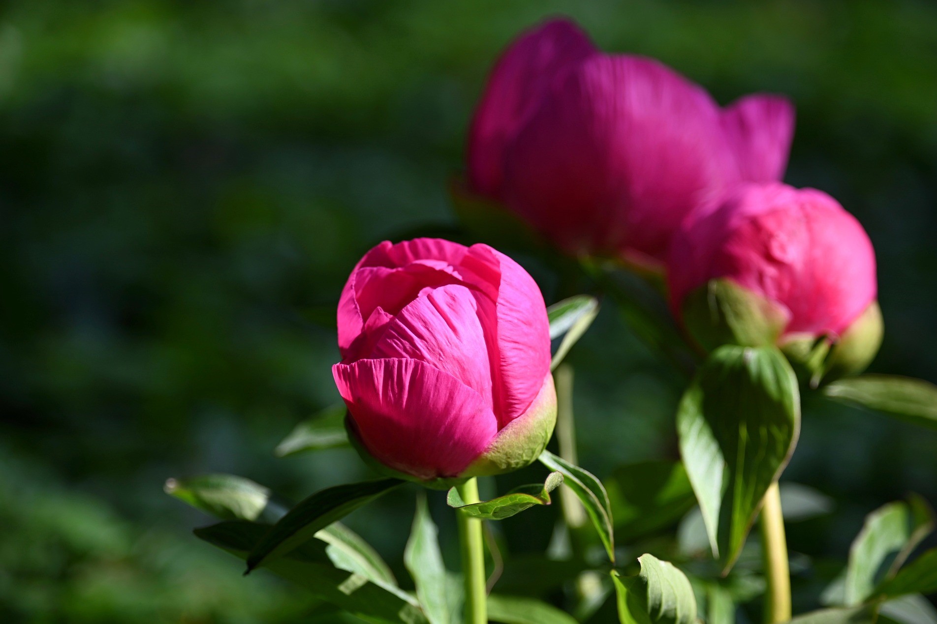 Peonies care guide | HappySprout