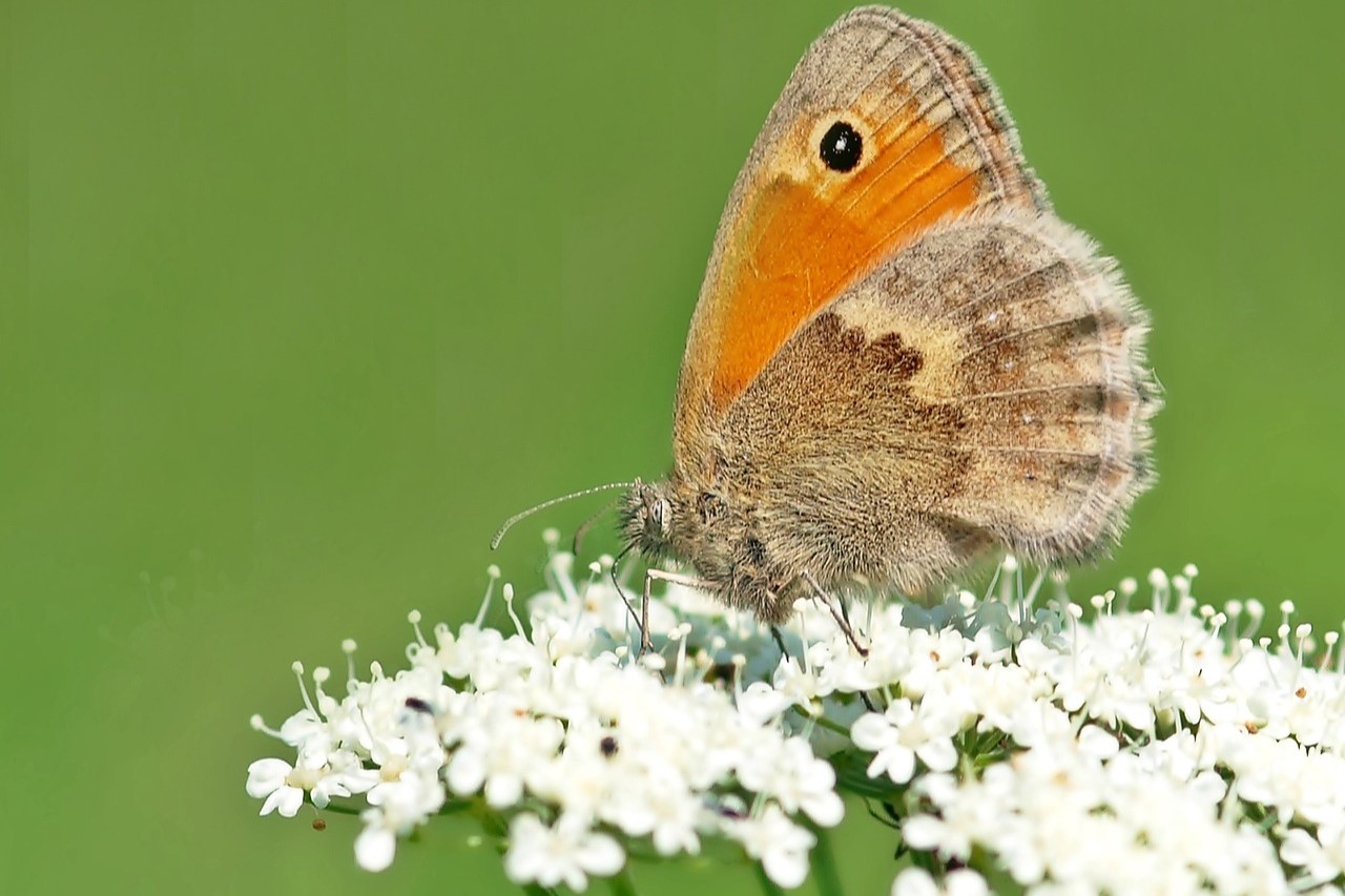 How to grow yarrow | HappySprout