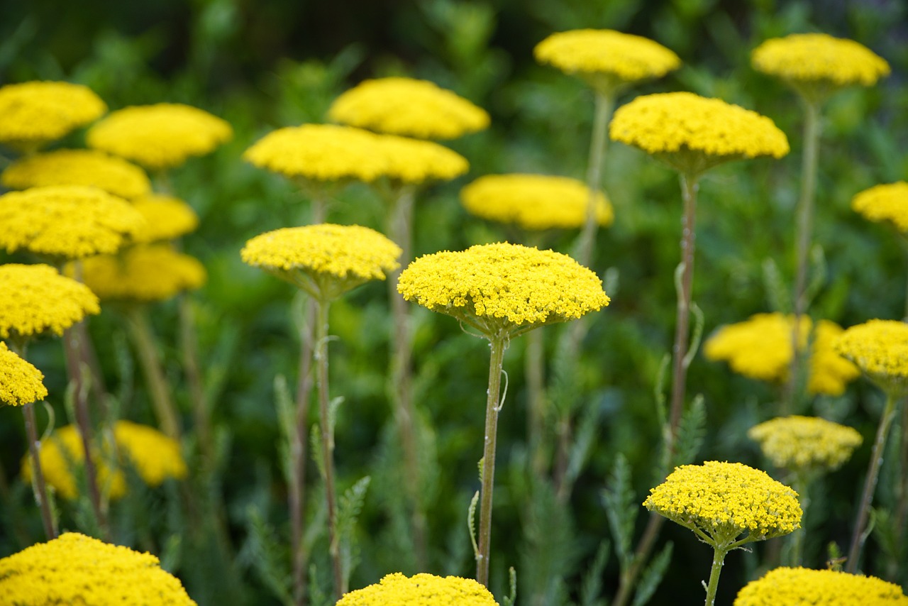 How to grow yarrow | HappySprout