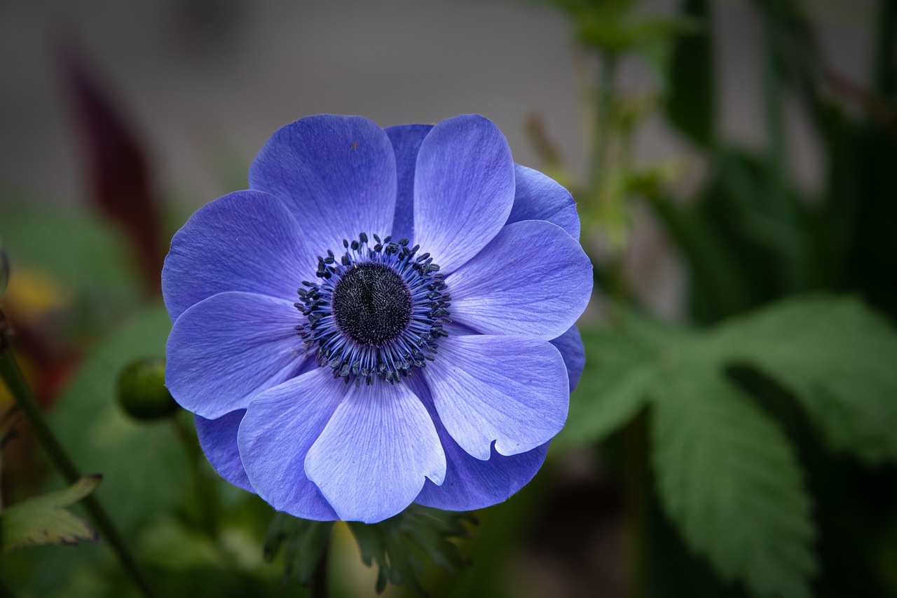 How to care for anemone flowers | HappySprout