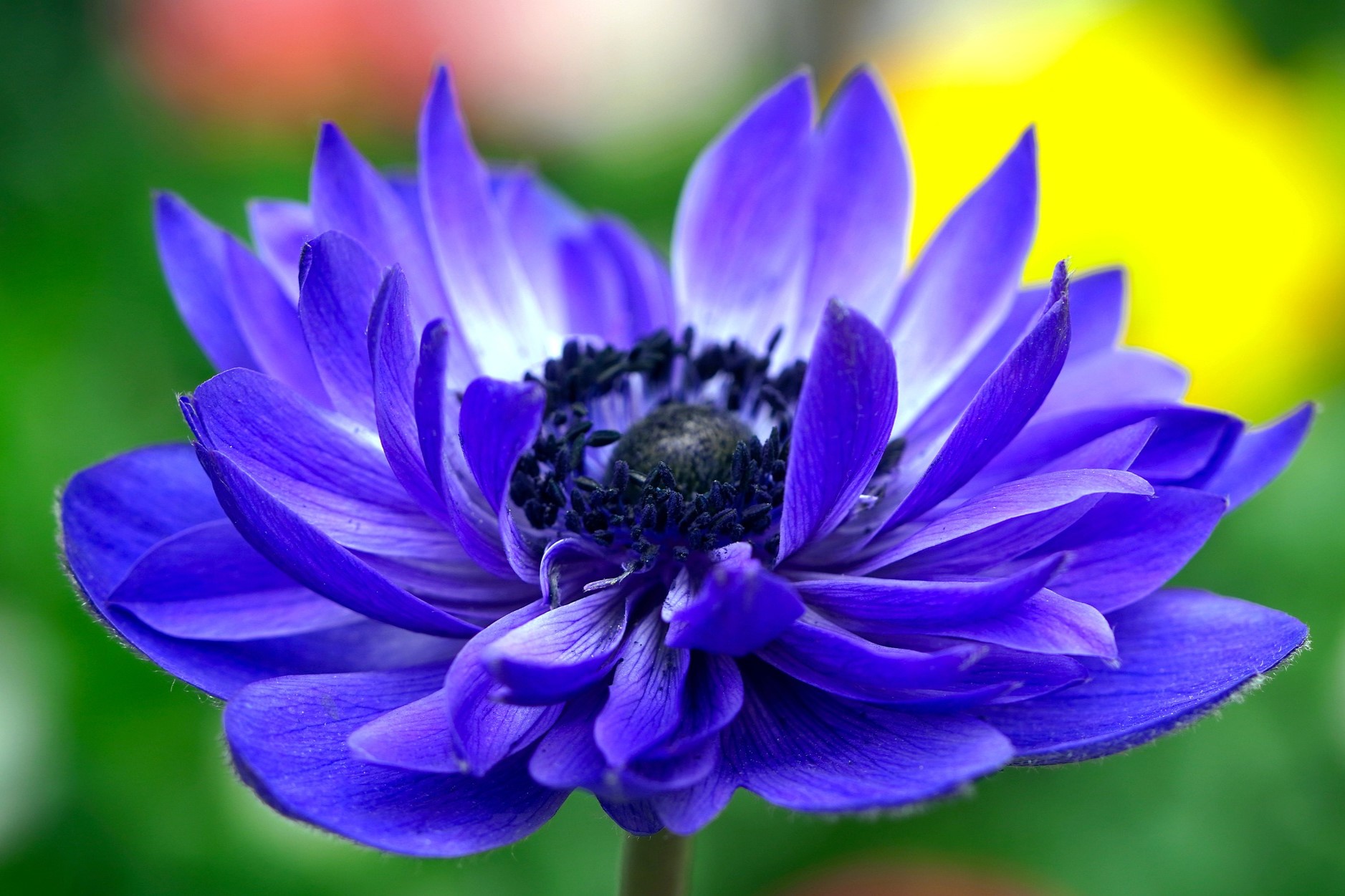 How to care for anemone flowers | HappySprout