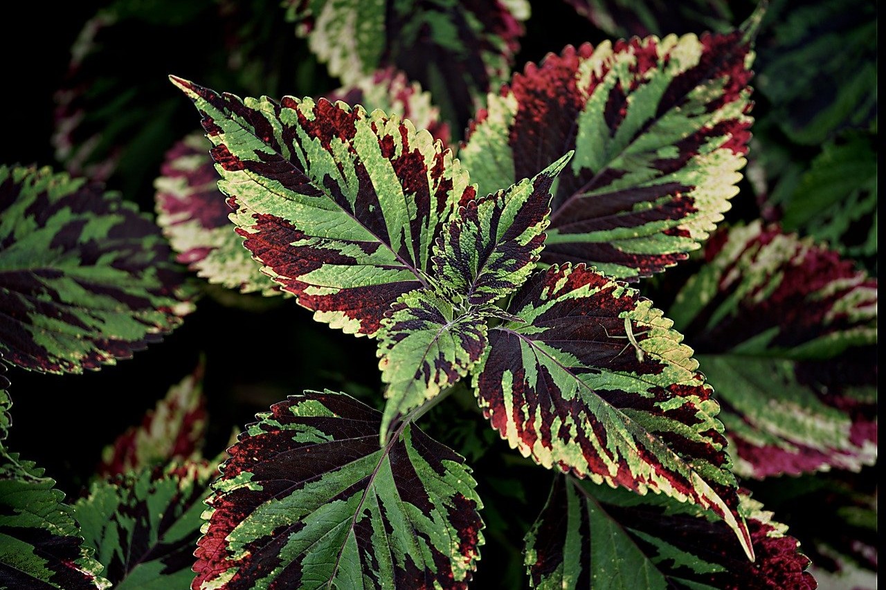 Coleus plant care: A complete guide | HappySprout