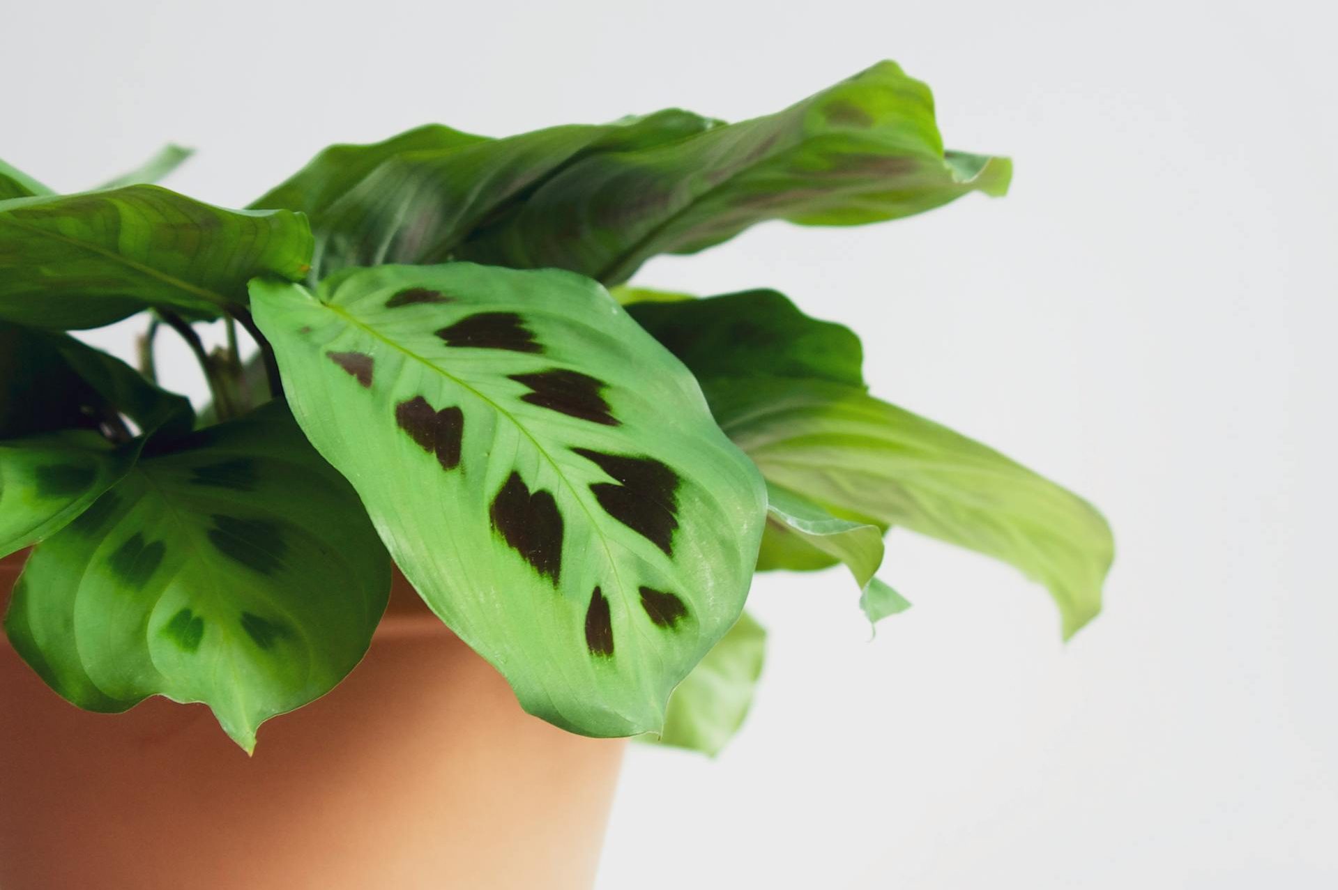 Guide on how to care for a prayer plant | HappySprout