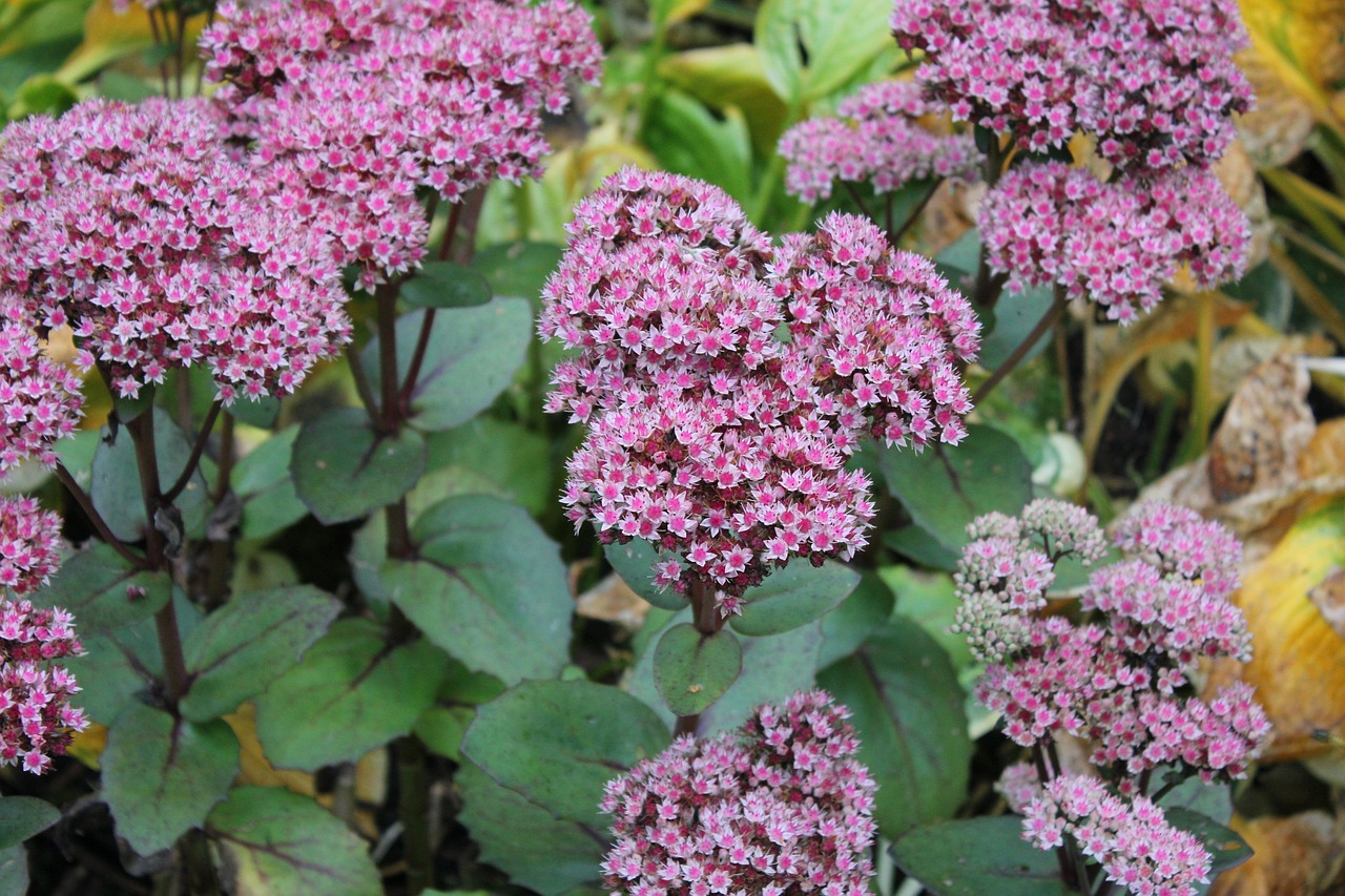 6 flowering shrubs to grow for a beautiful garden | HappySprout
