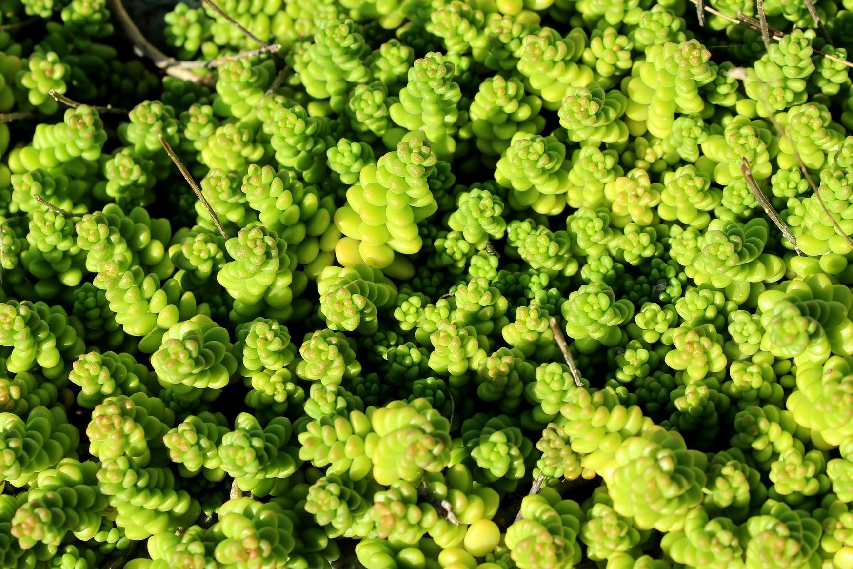 Our 4 favorite sedum varieties | HappySprout
