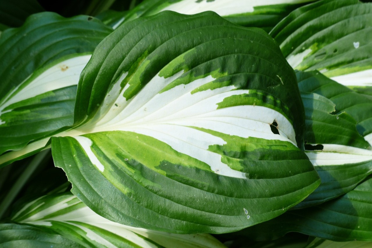 Types of hostas to add to your garden | HappySprout