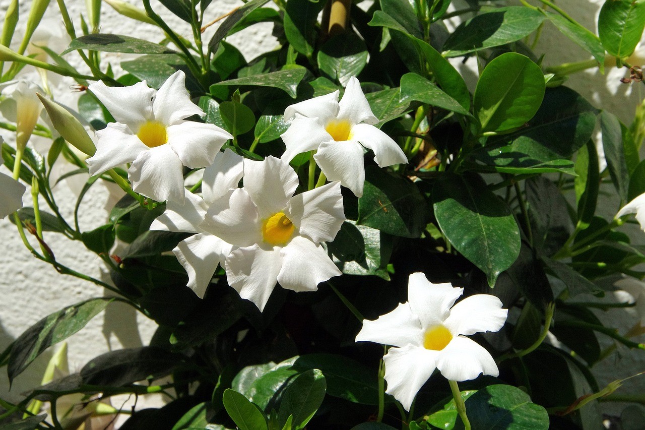 Mandevilla plant care: A complete guide | HappySprout