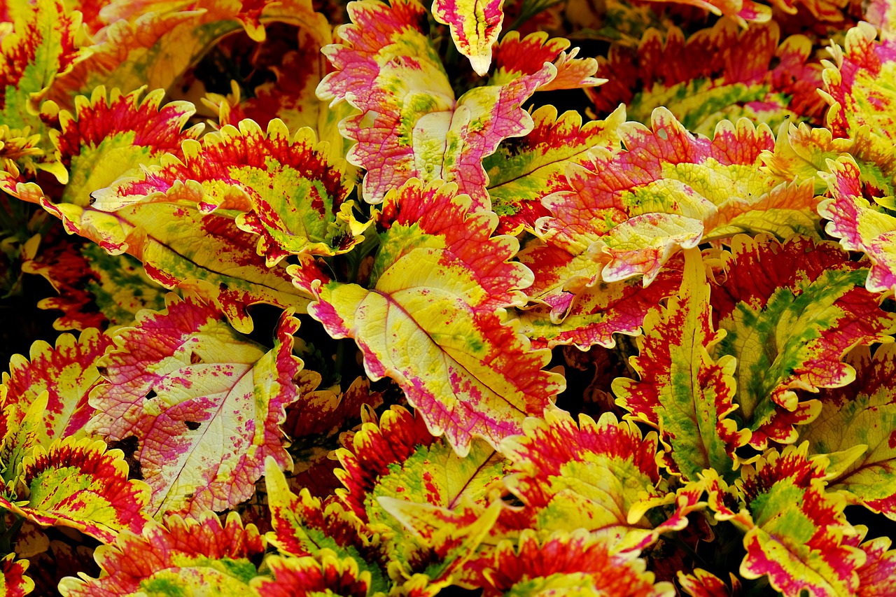 Coleus plant care: A complete guide | HappySprout