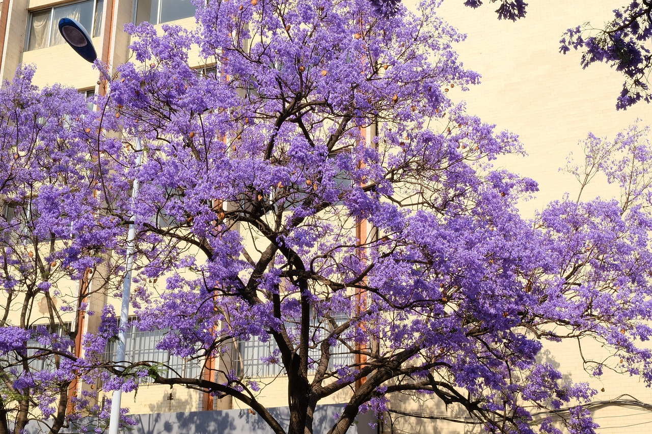 How to grow and care for the jacaranda tree | HappySprout