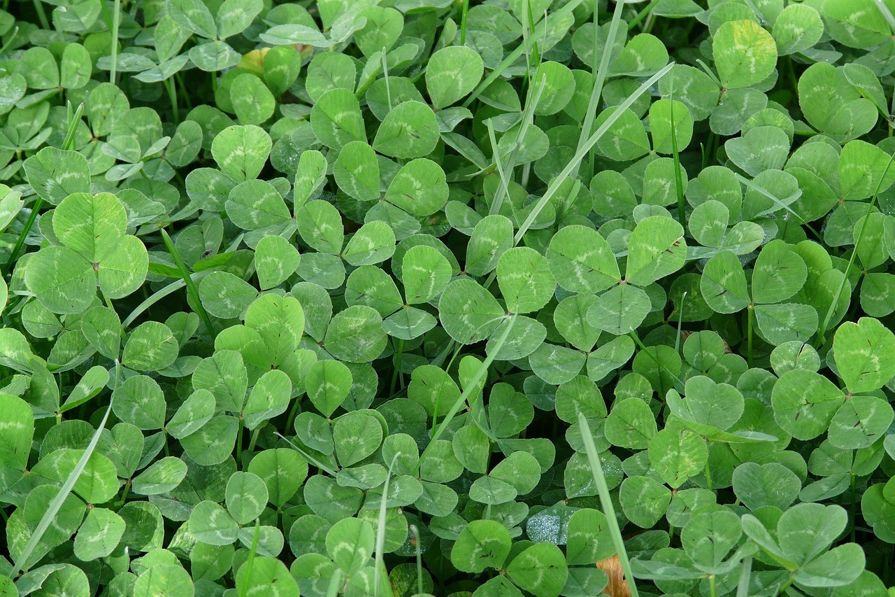 Everything you need to know about clover lawns | HappySprout