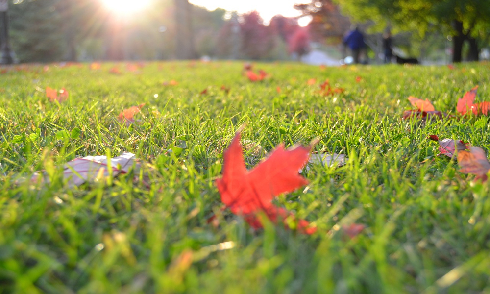 Everything you need to know about proper fall lawn care | HappySprout