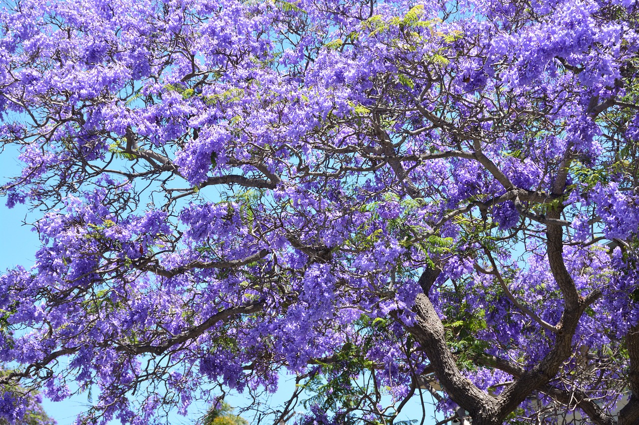 How to grow and care for the jacaranda tree | HappySprout