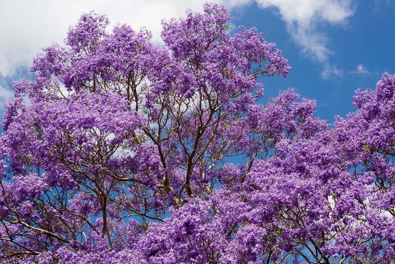 How to grow and care for the jacaranda tree | HappySprout