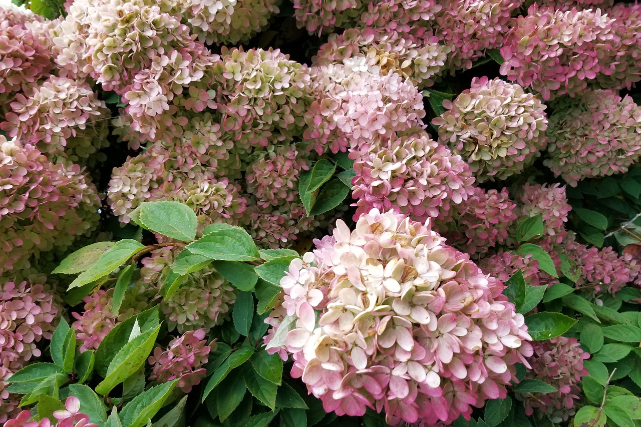 Limelight hydrangea care guide | HappySprout