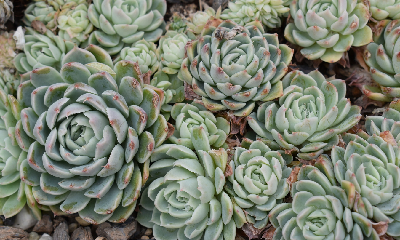 The types of succulents every enthusiast should know | HappySprout