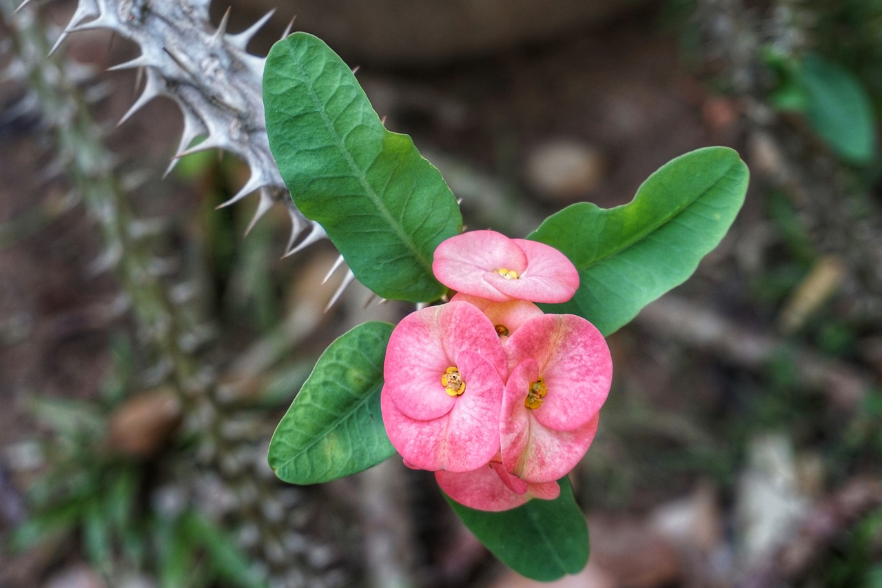 How to care for a crown of thorns plant | HappySprout