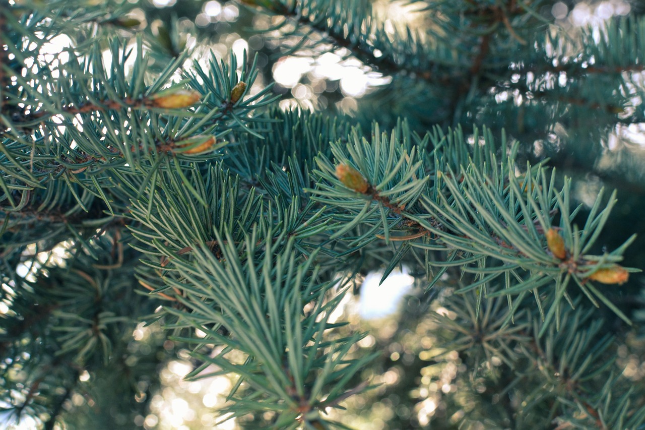 The best types of evergreen trees | HappySprout