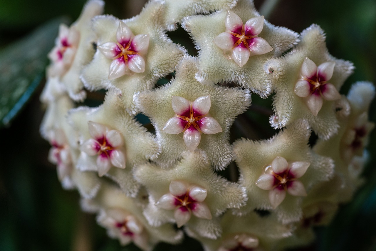 Hoya plant care: A complete guide | HappySprout