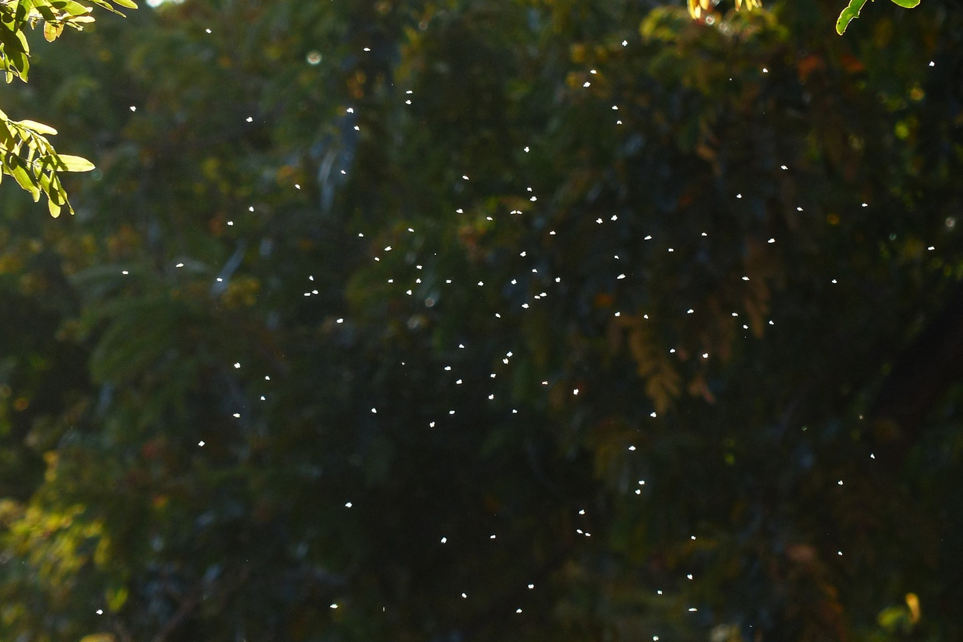 How to make a homemade gnat trap | HappySprout