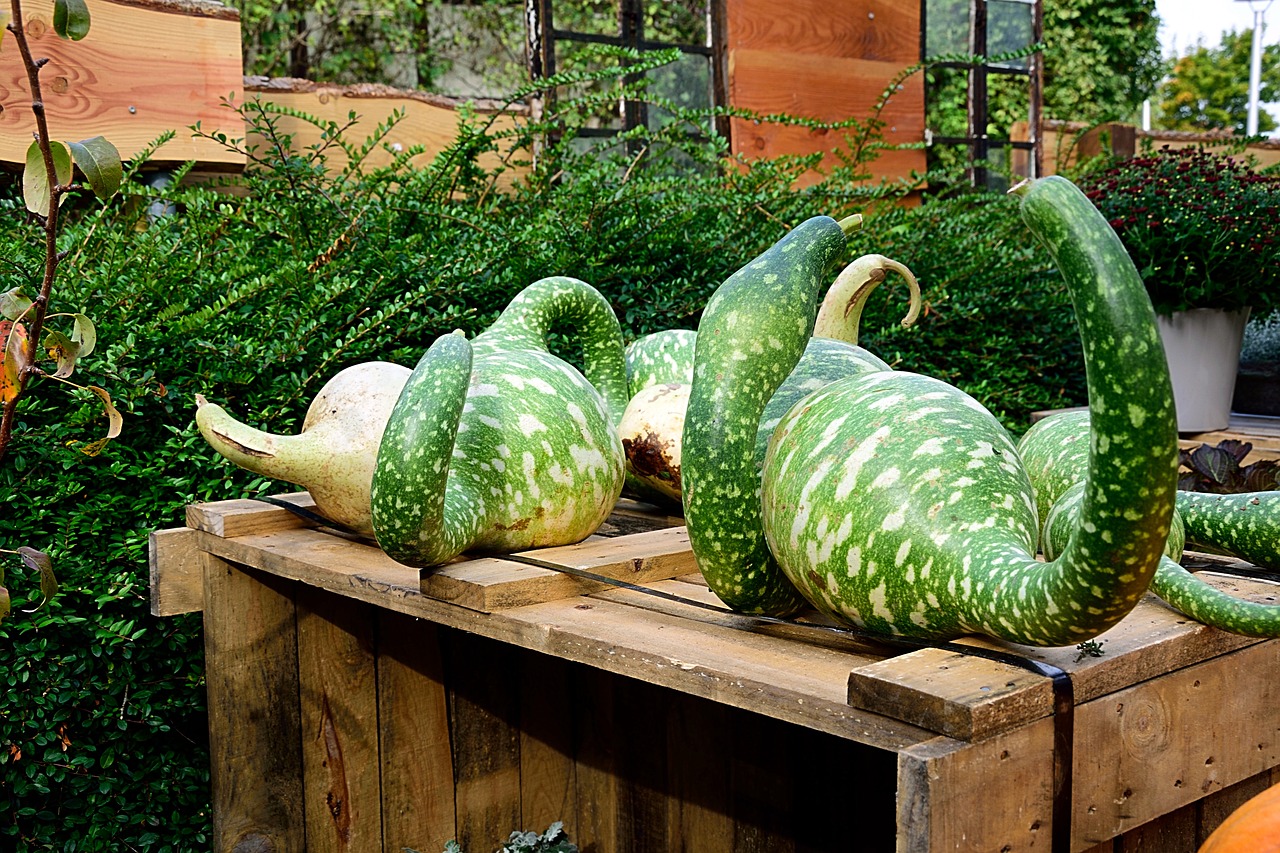 Types of gourds you should know | HappySprout