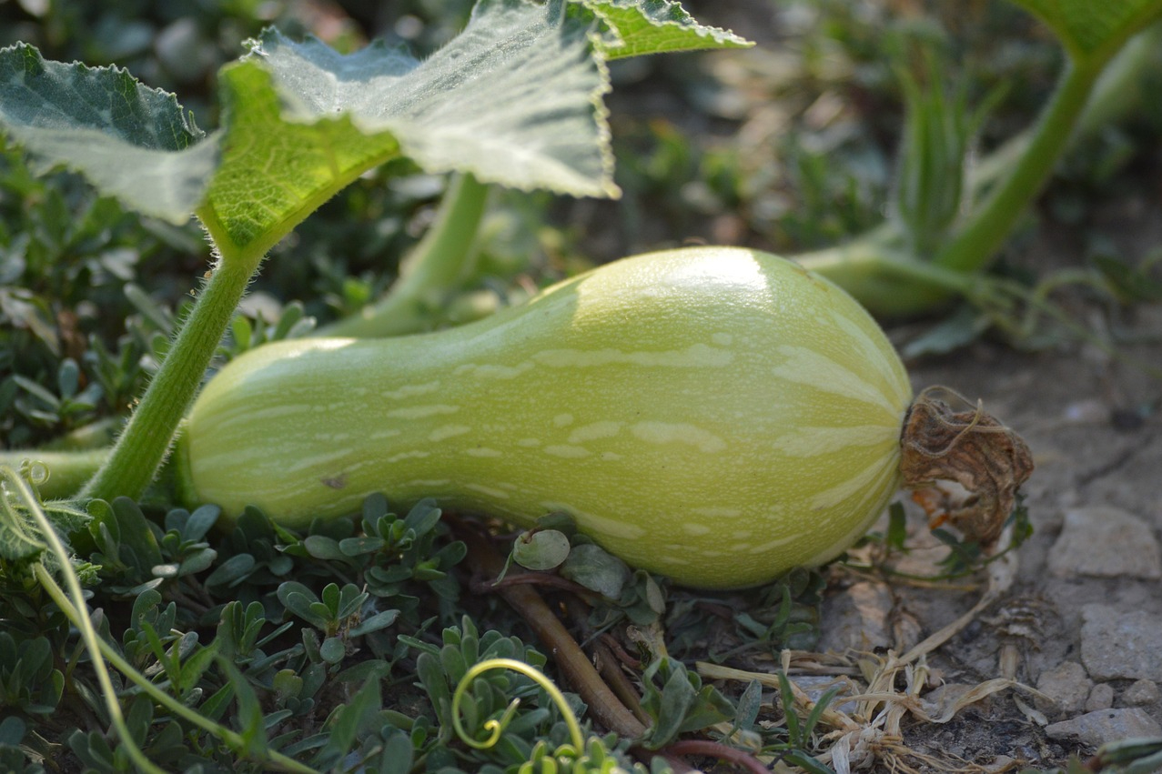 When to harvest butternut squash | HappySprout