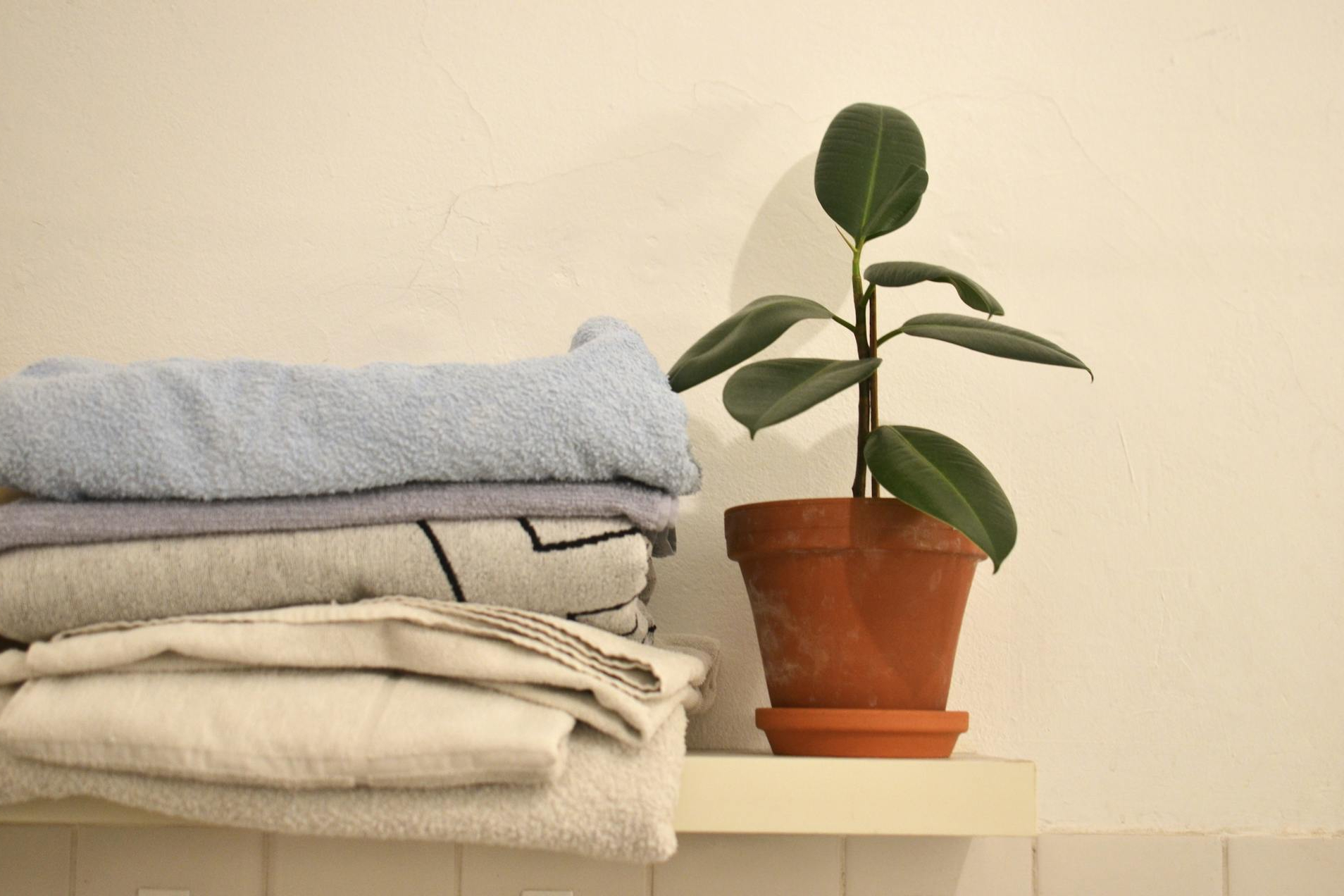 How to care for a ficus Audrey | HappySprout