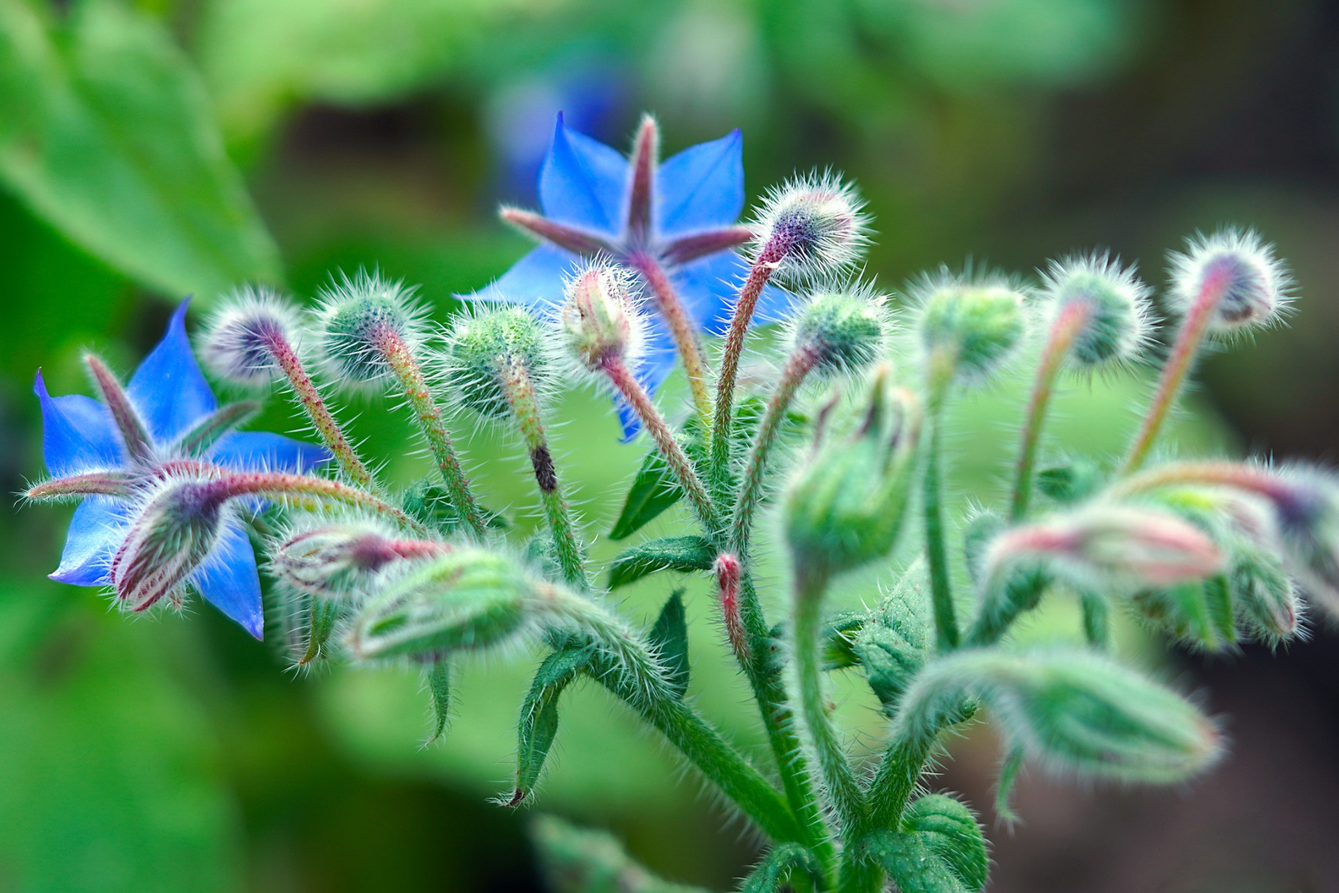 How to grow borage like a pro | HappySprout