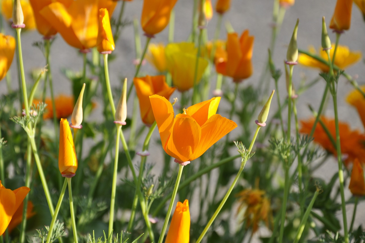 How to grow and care for California poppy flowers | HappySprout
