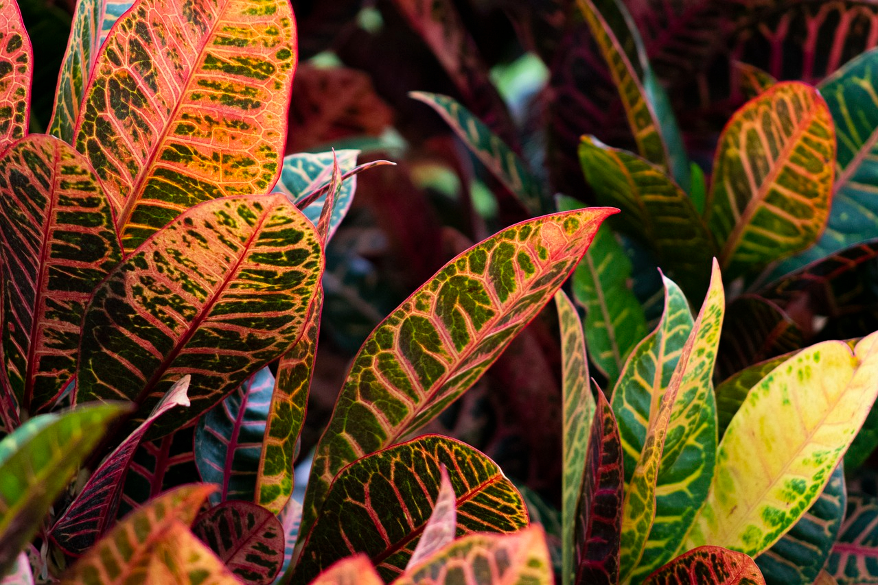 Croton plant care guide | HappySprout