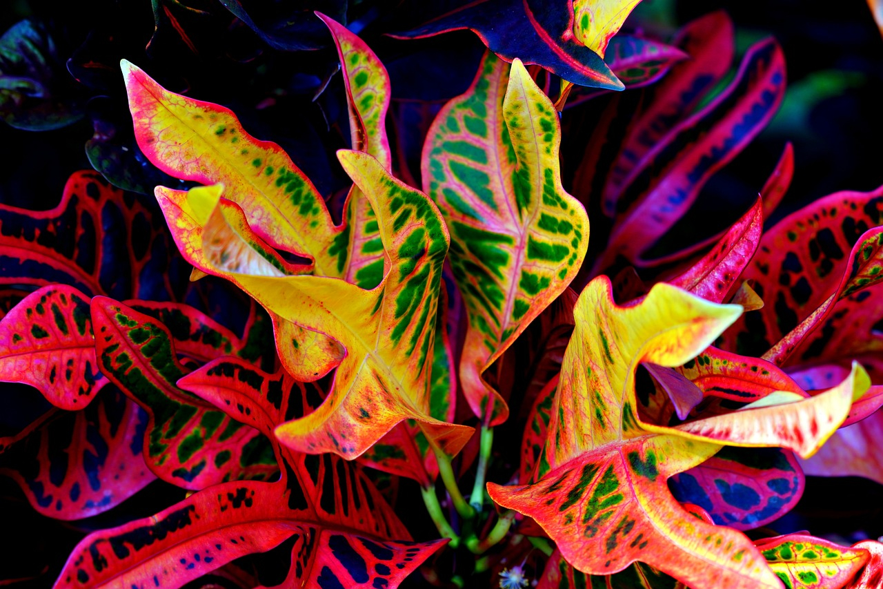 Desert rose care guide | HappySprout