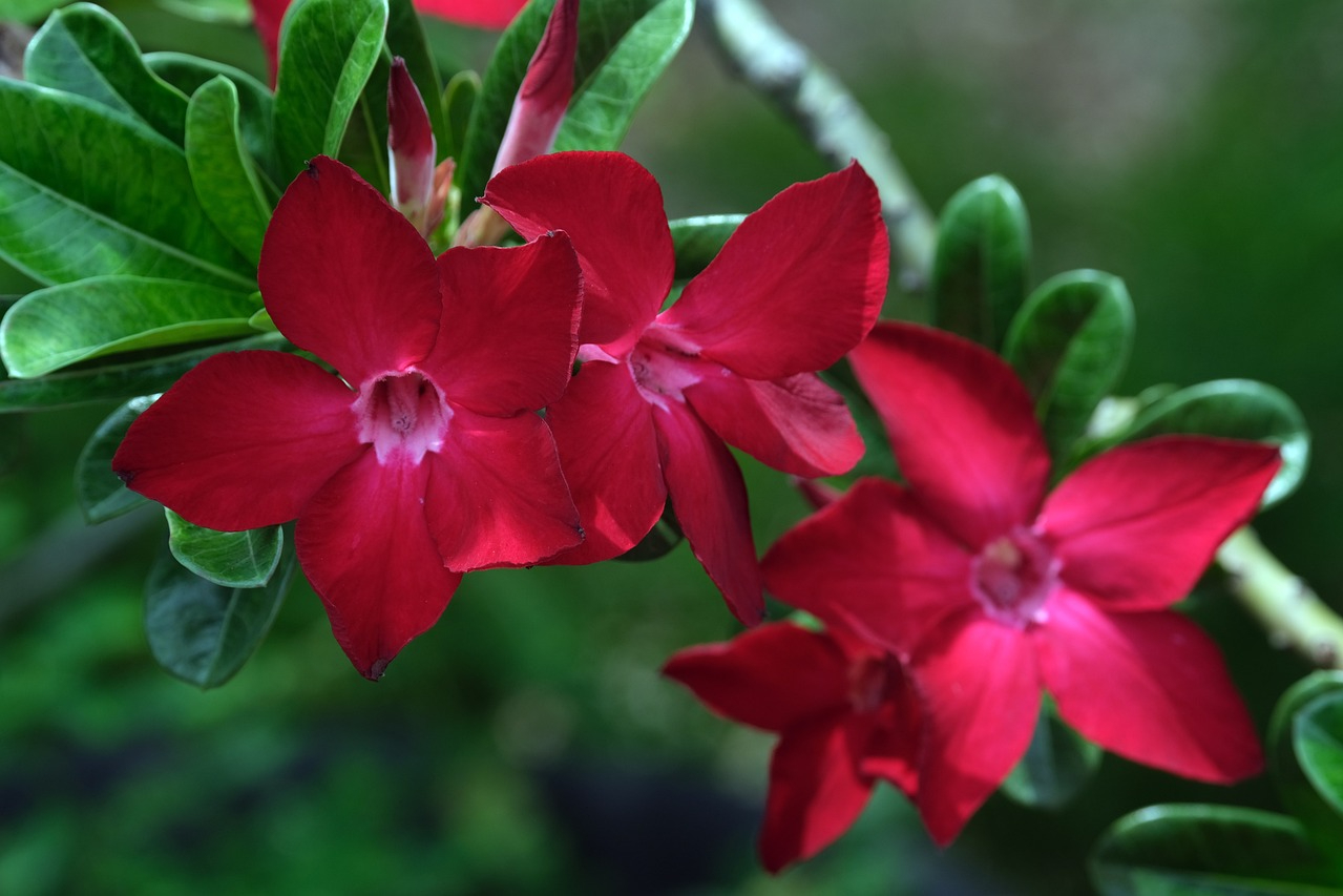 Croton plant care guide | HappySprout