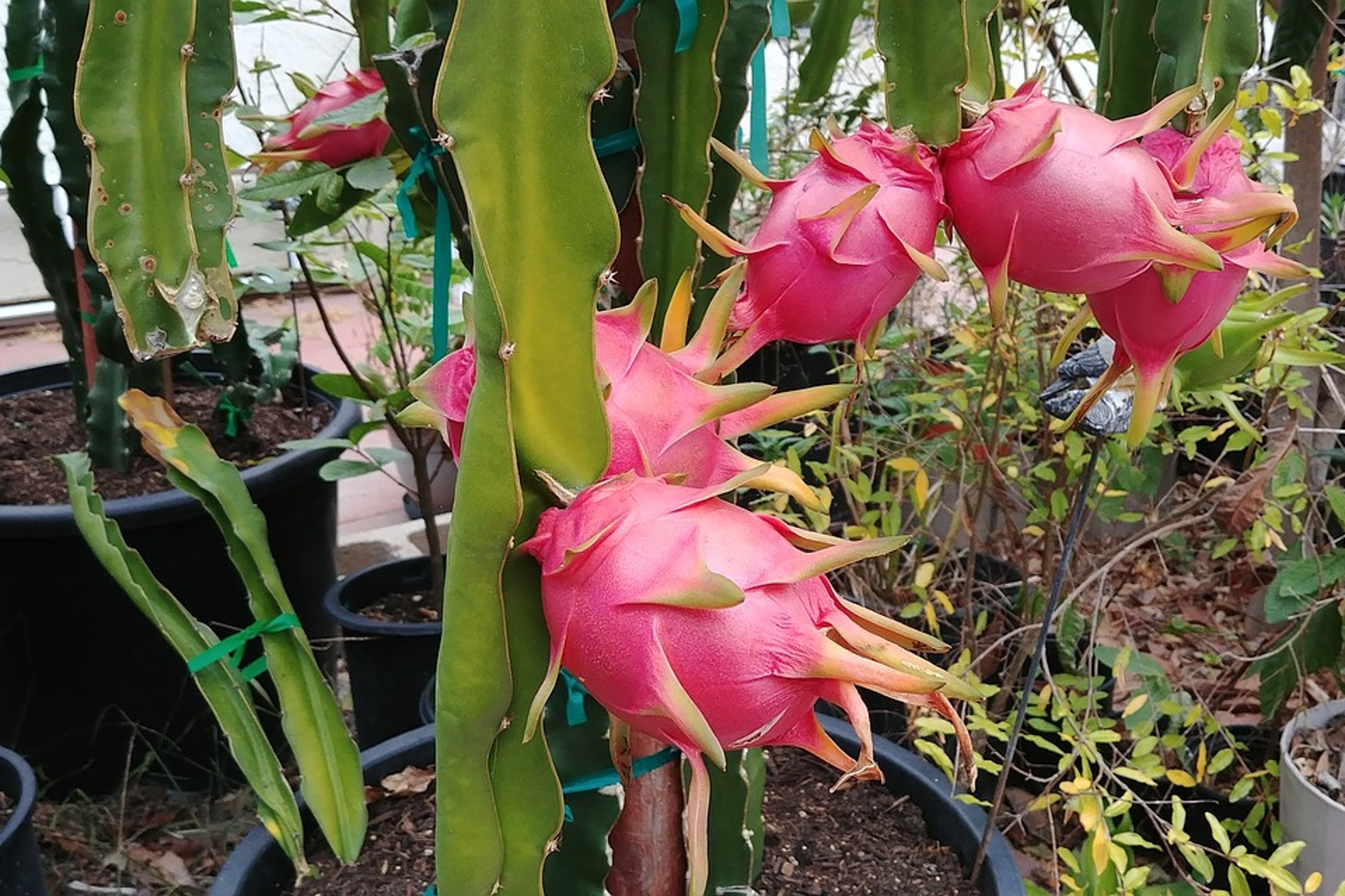 Dragon fruit plant care guide | HappySprout