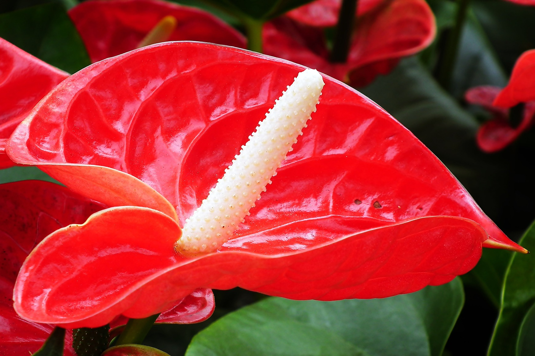 What to know about indoor anthurium care | HappySprout