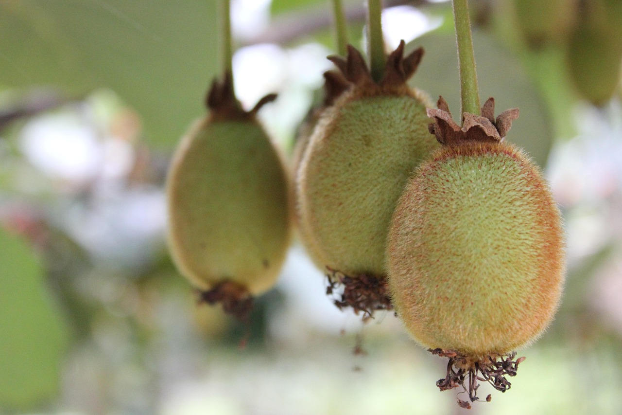 What to know about growing kiwis in different climate zones | HappySprout