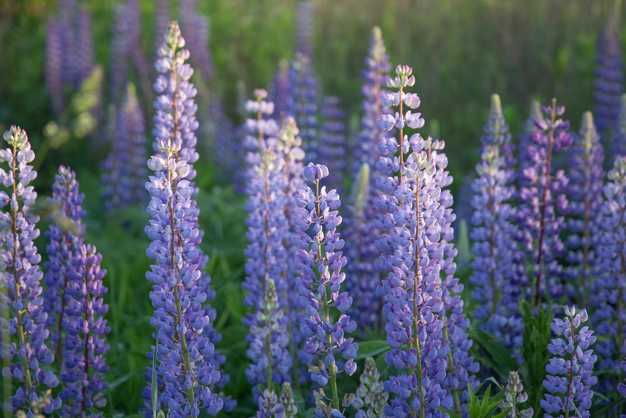 Lupine flowers care guide | HappySprout